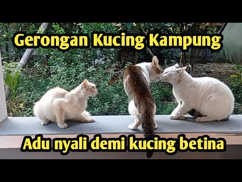 Kucing Kampung Berantem rebutan Betina , Siapakah yang Menang ? - YouTube