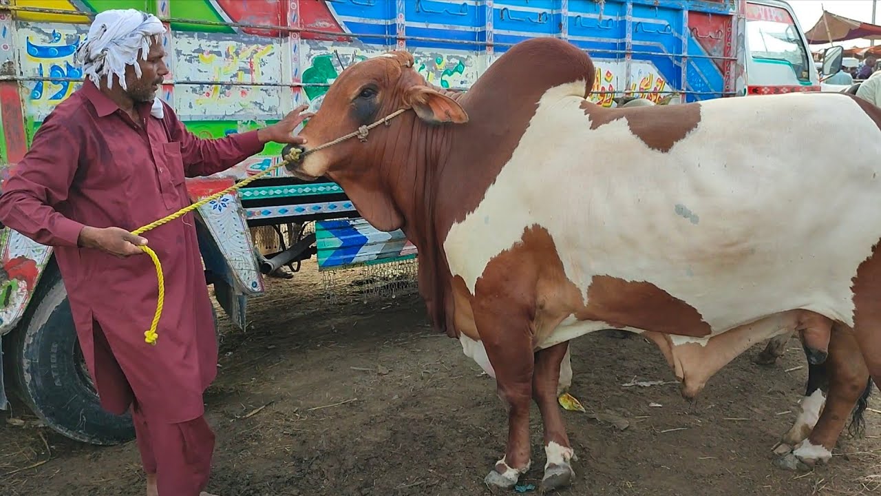 Heavy Weight Ablag Bachraa || latest update || Multan Cow Mandi - YouTube