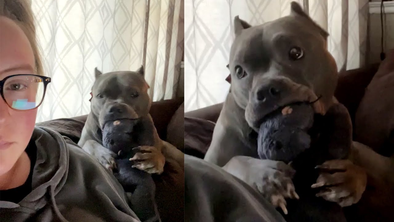 The Goofiest Dogs You’ll Ever See – Prepare to Laugh! - YouTube