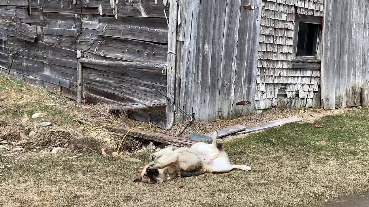 German Shepherd Chill - YouTube