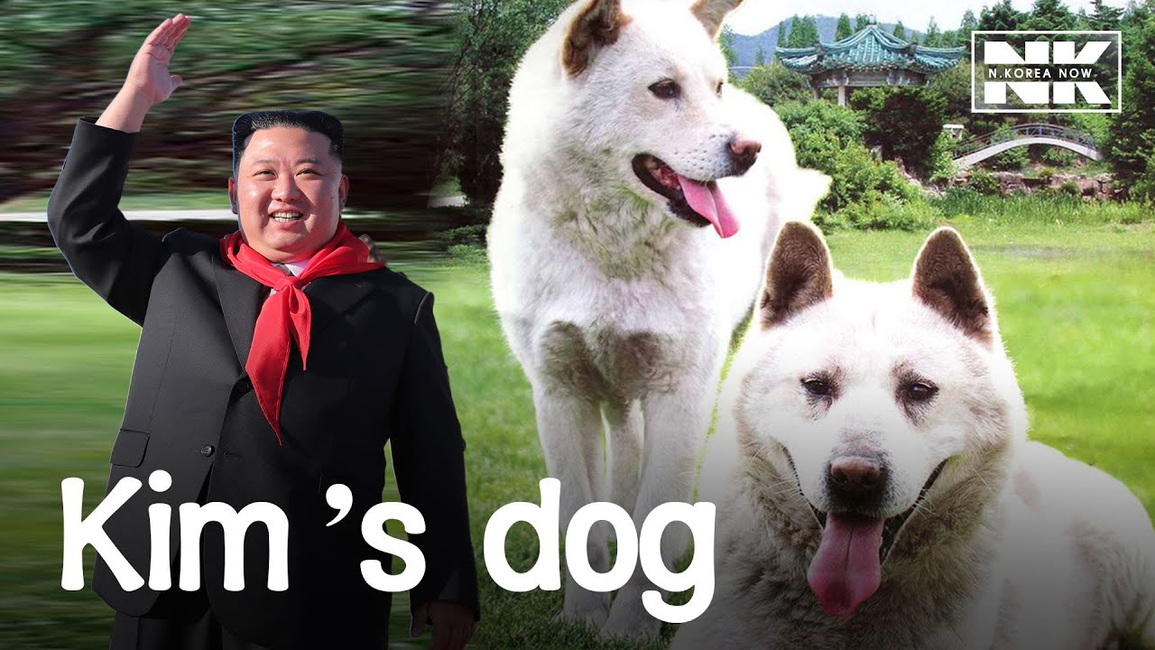 Pungsan dog, the national dog of North Korea - YouTube