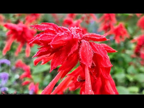 Rare Flowers of India | Rare Flowers
