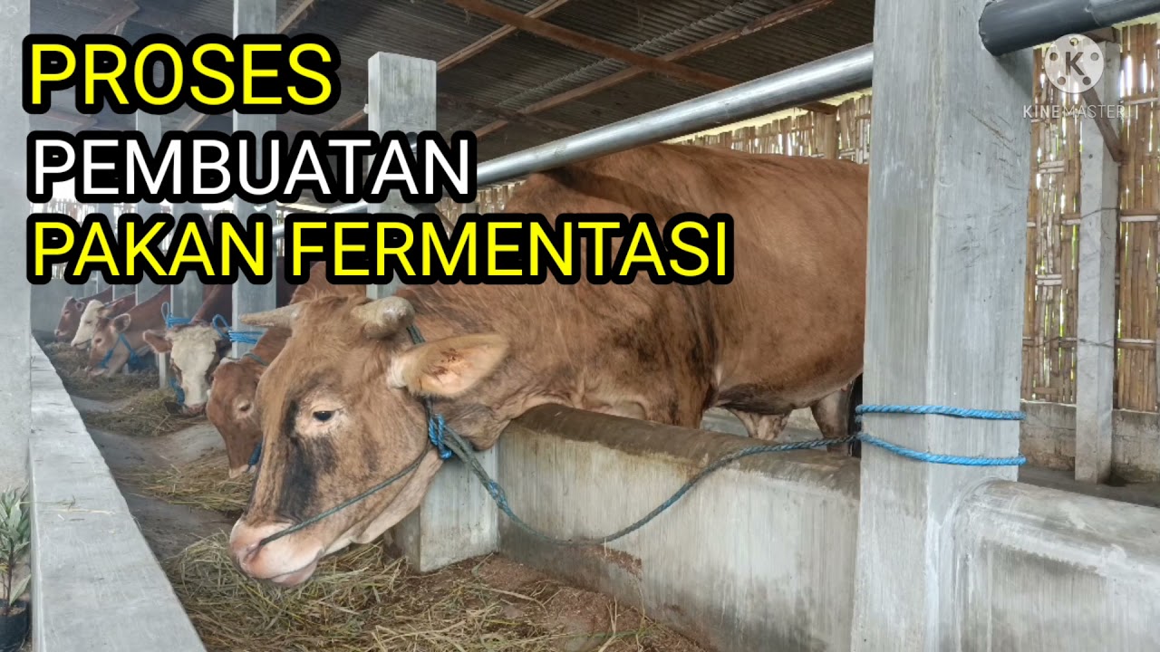 Trailer Eps 1 / Pembuatan Pakan Complete Feed Fermentasi Untuk Sapi ...