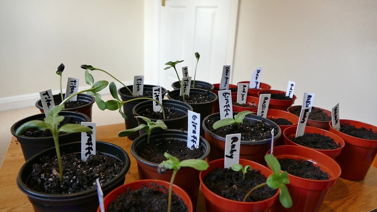 Sunflower Seedlings Falling Over
