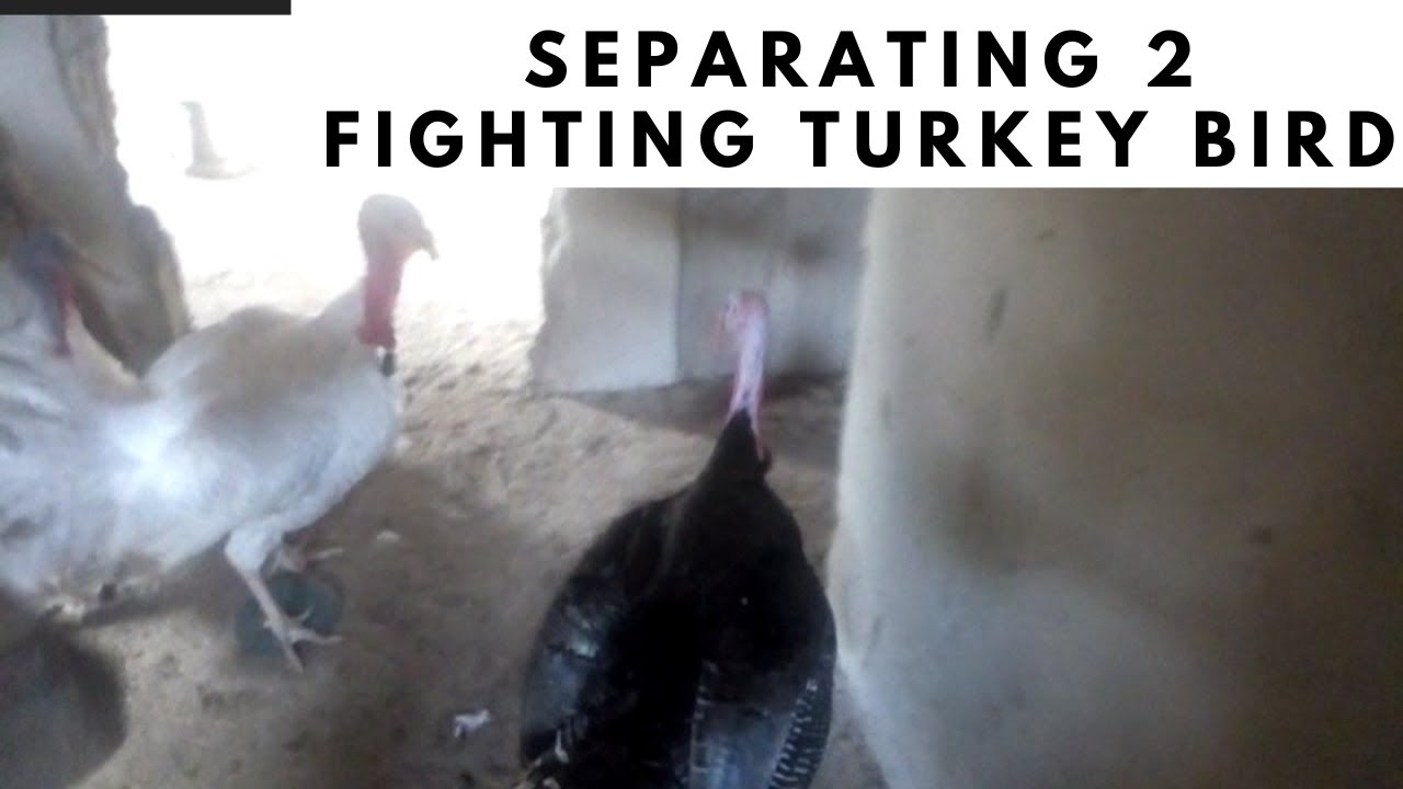 SEPERATING TWO FIGHTING TURKEY BIRDS. - YouTube