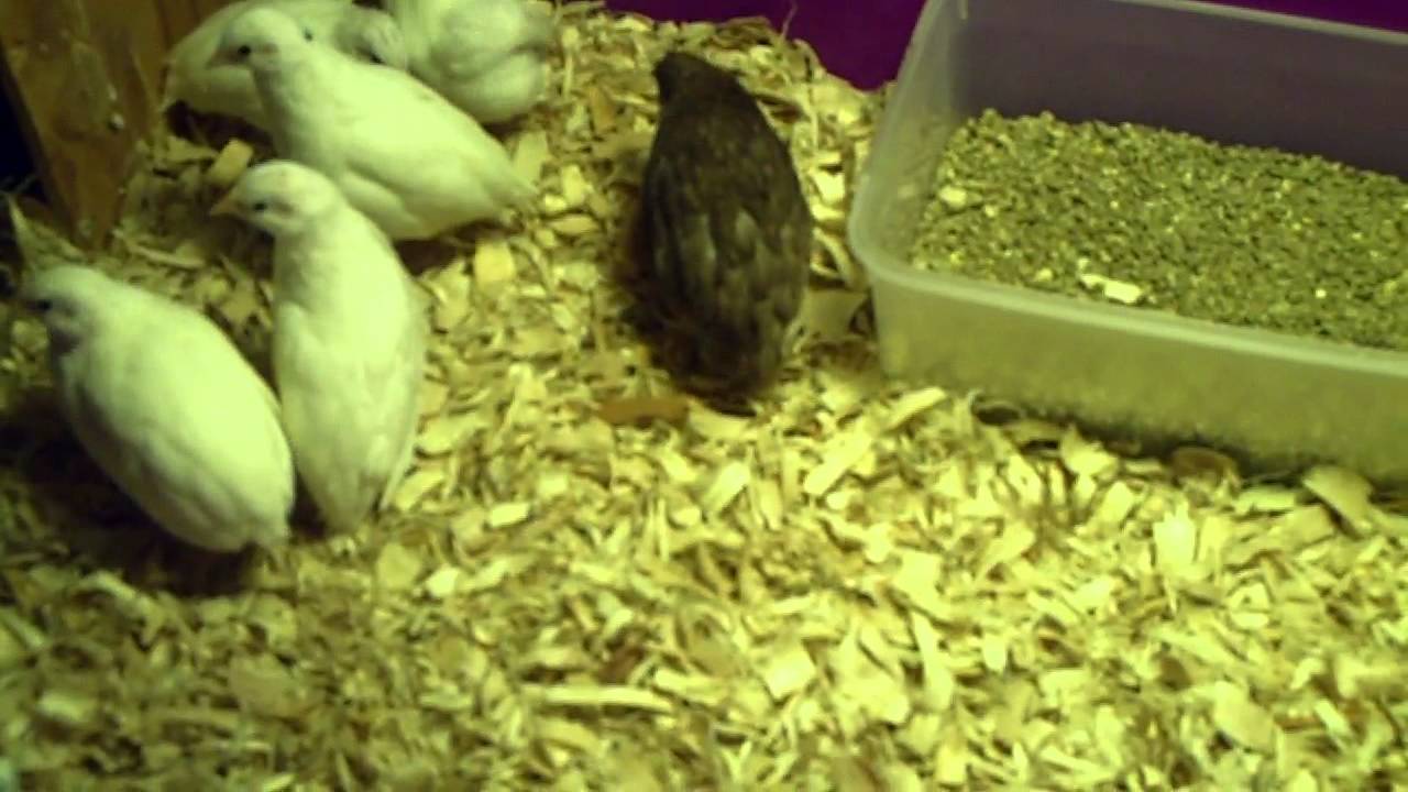 Button Quails All Grown Up & Laying Eggs. - YouTube