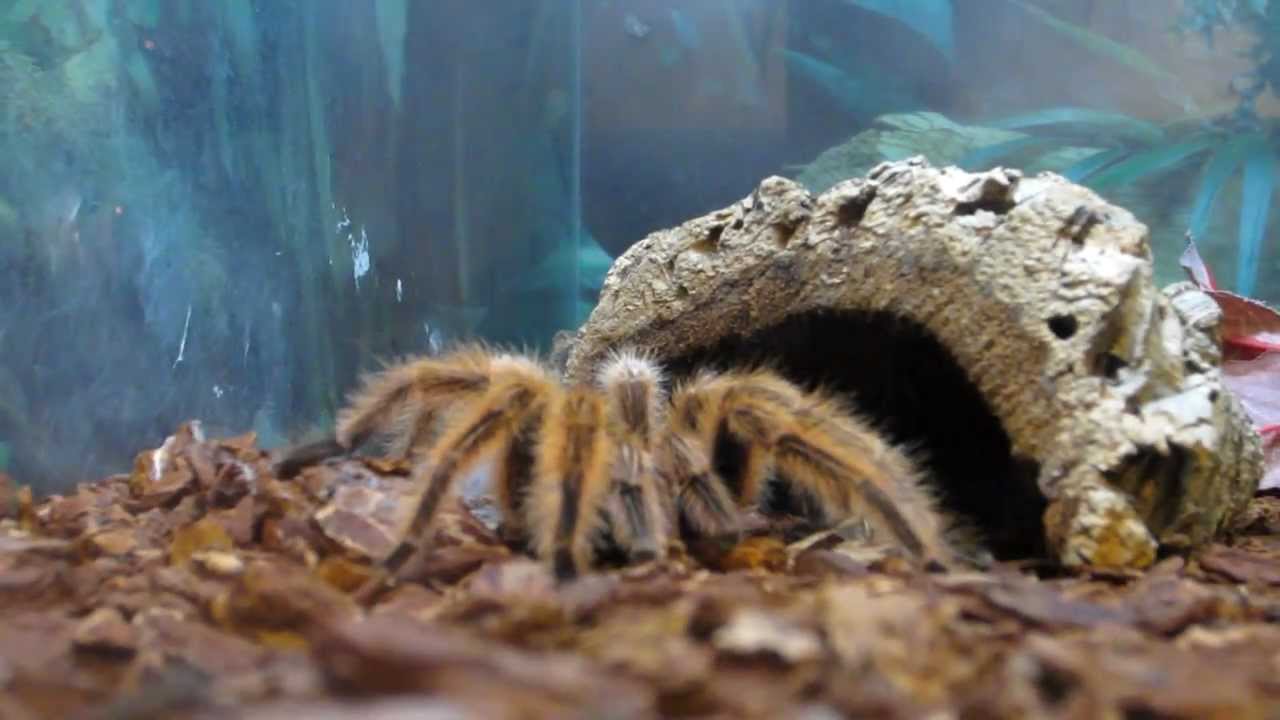 Tarantula spider. - YouTube