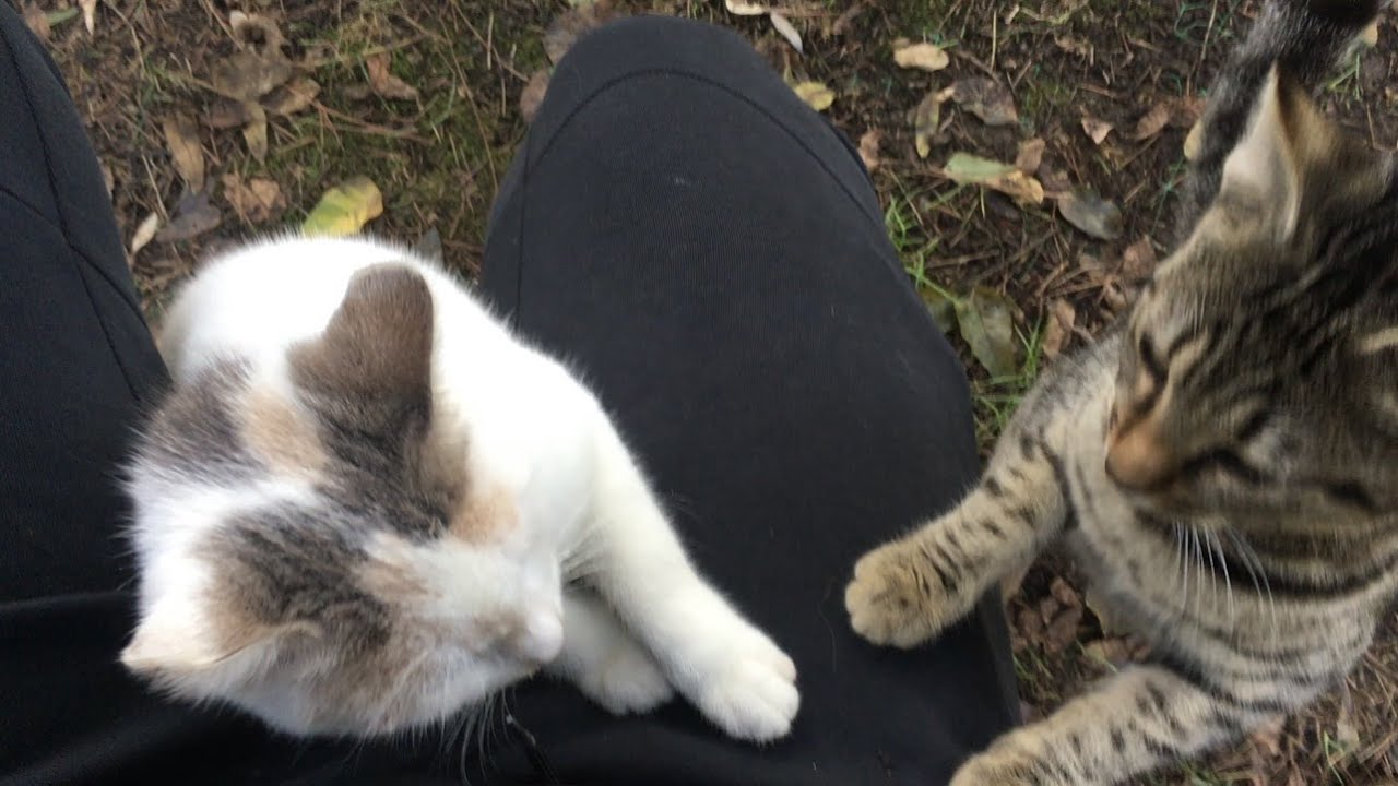 Stray Cats Asking For Affection In A Cute Way | Cats And Kittens - YouTube