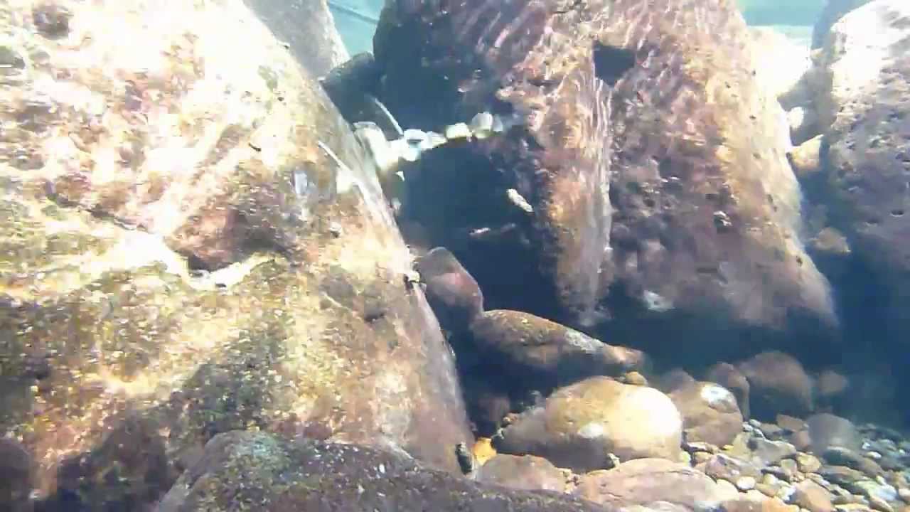 Colorado Spinner - YouTube