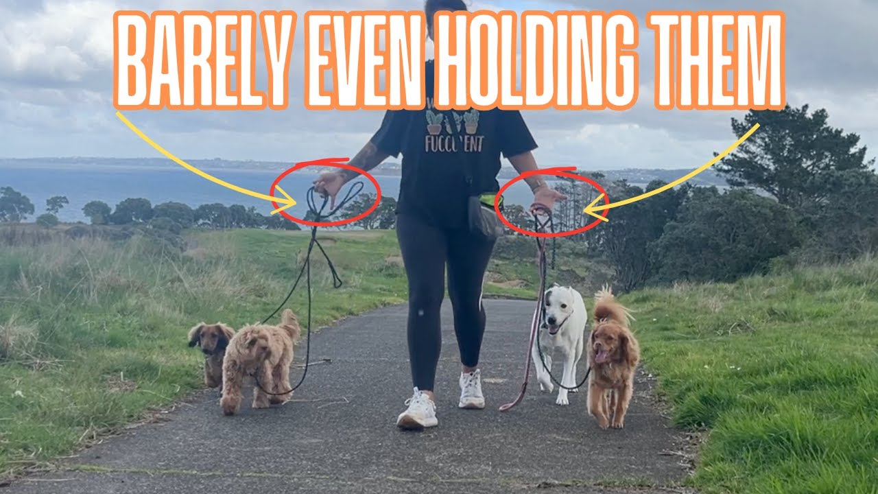 How to walk multiple dogs AT ONCE without PULLING! - YouTube