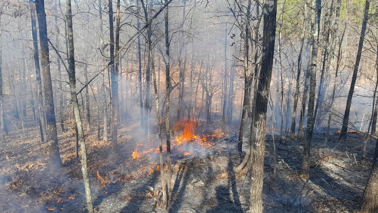 To prevent major forest fires, do minor forest fires - YouTube