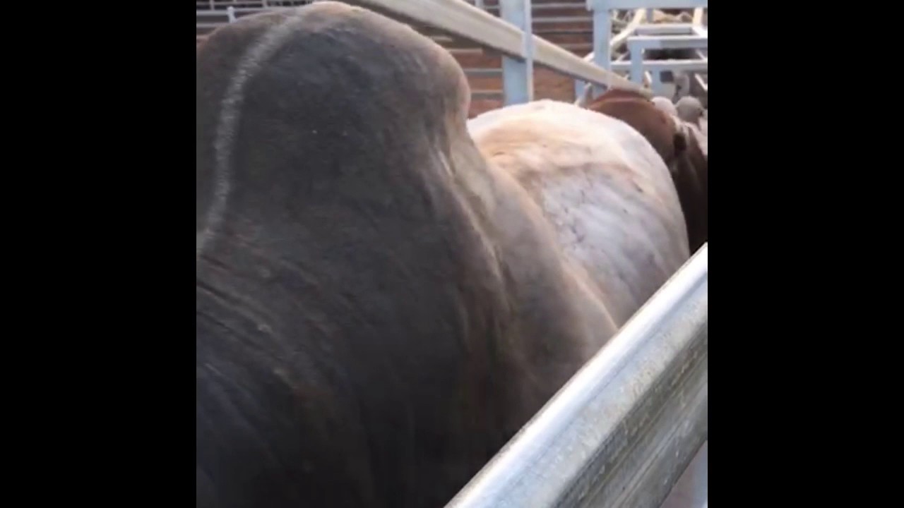 Loading cattle onto a truck - YouTube