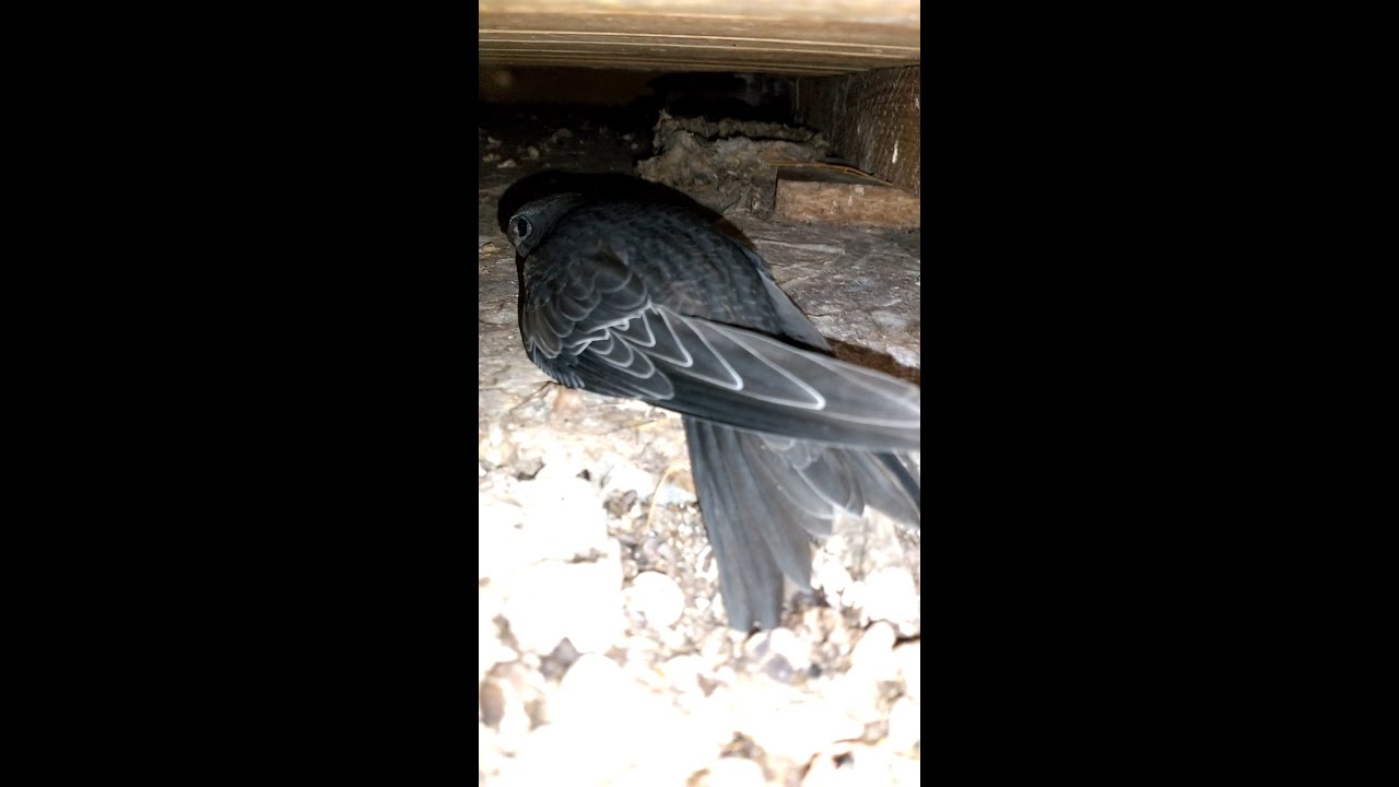 Mother swift and chick swift - YouTube