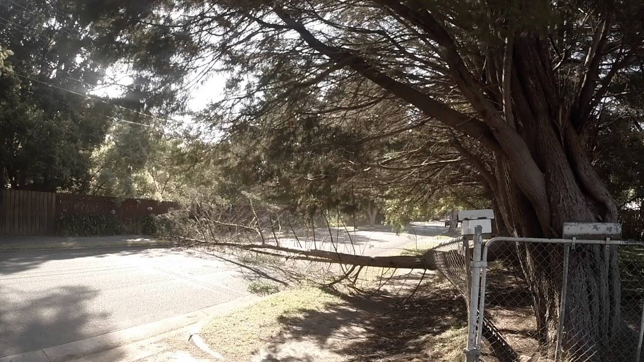 Tree Crushes Fence - YouTube