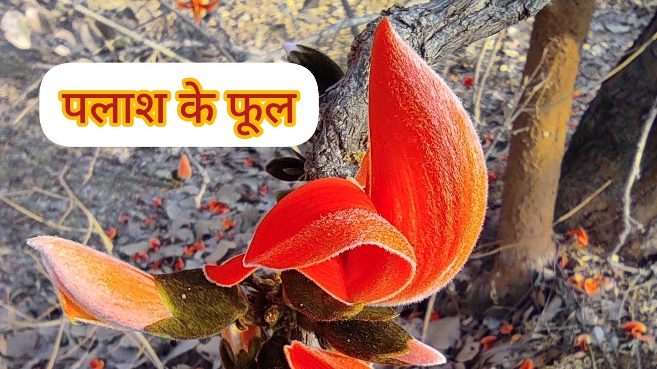 पलाश के फूल | Palash ke phool |#flowers #beautiful #jharkhand #nature # ...