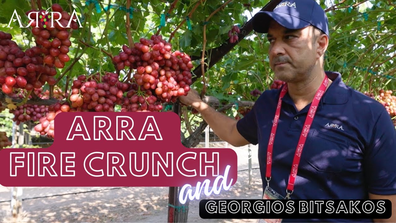 ARRA Fire Crunch. Feat: Georgios Bitsakos Grapa’s Head of Brand ...