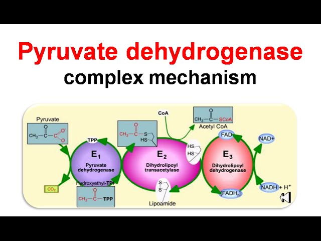 Pyruvate Dehydrogenase Structure