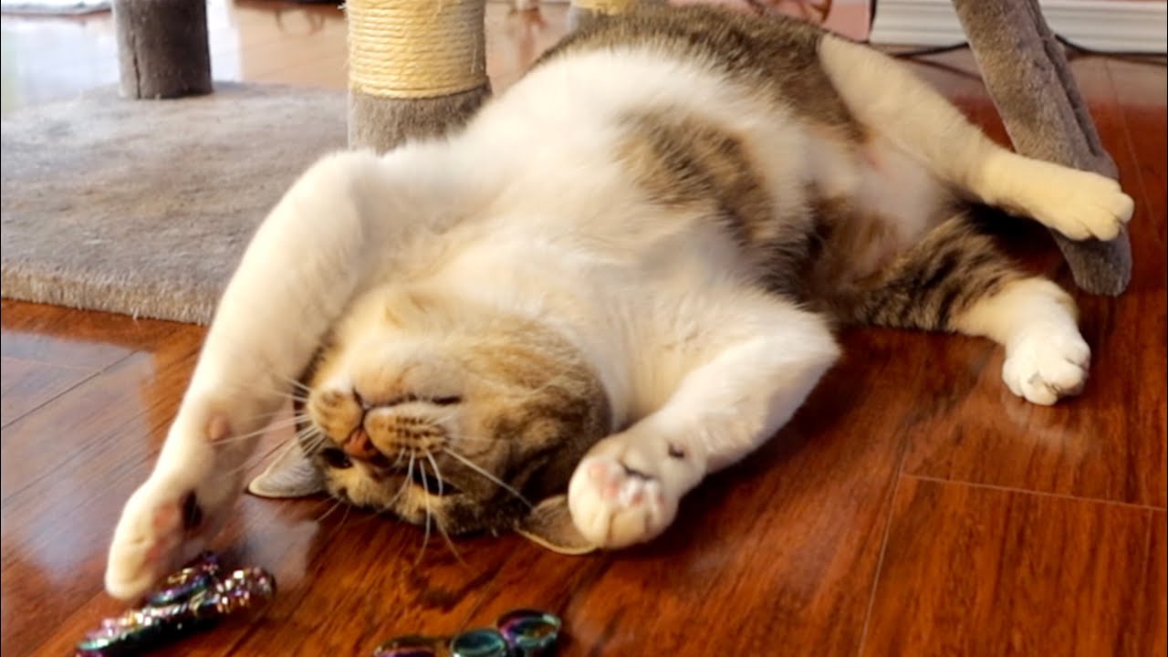 fidget spinner cat - YouTube