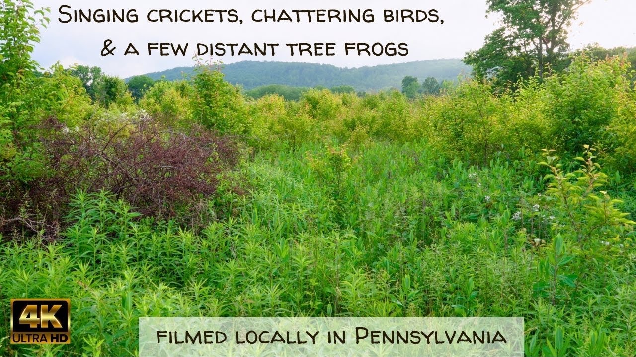 Chirping crickets & chatting birds in the spring, cricket sounds bird ...