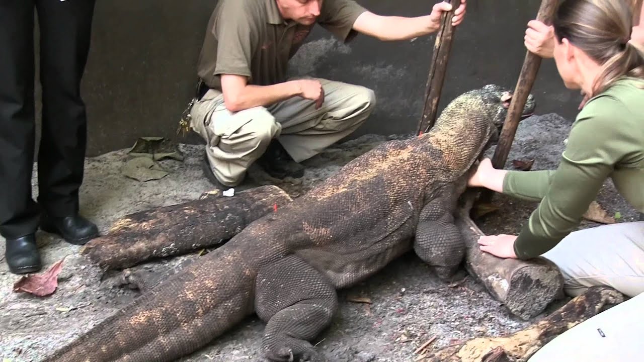 Komodo dragon receives veterinary acupuncture therapy at the Palm Beach ...