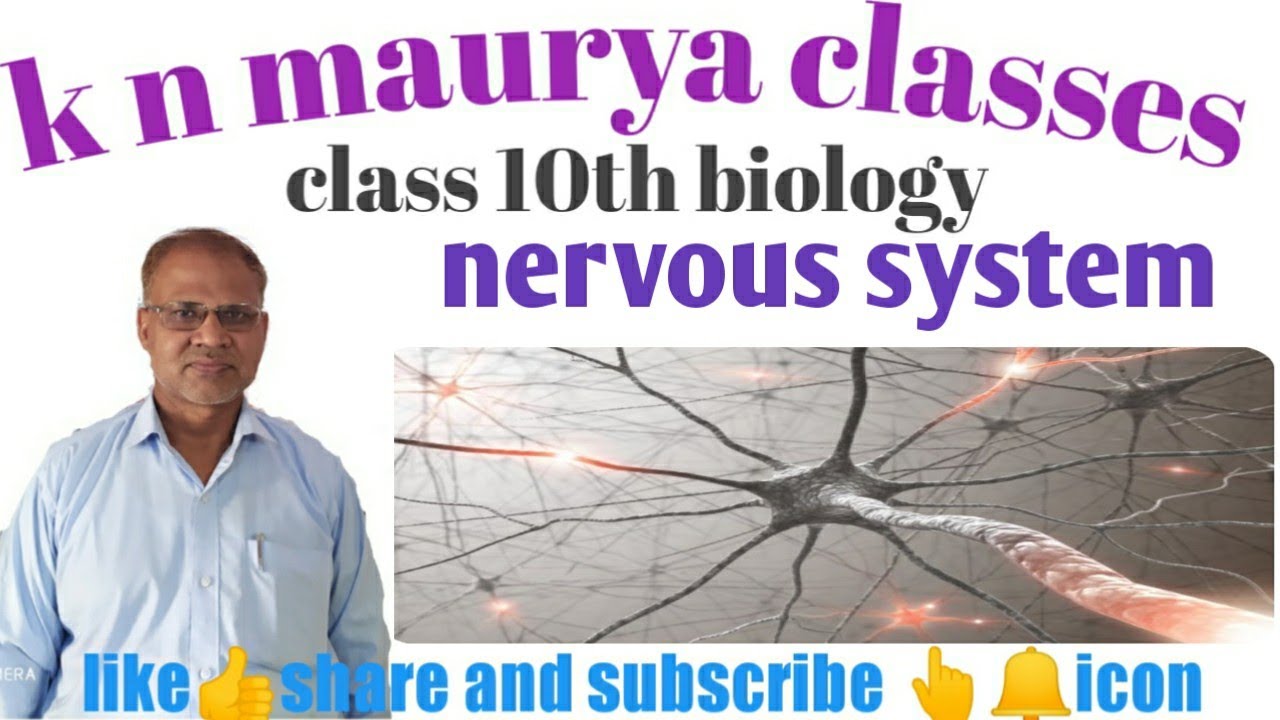 nervous system class -10th - YouTube