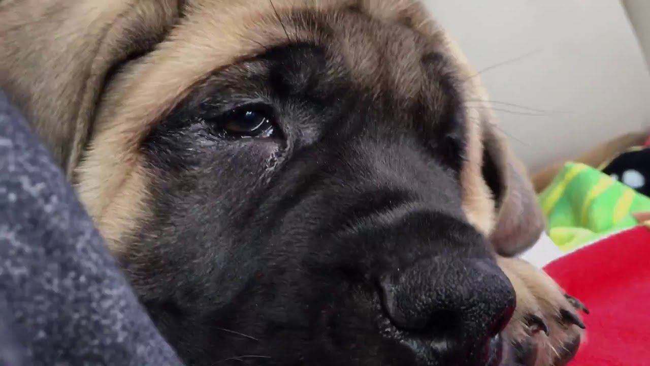 A True Story of MASKA - The English Mastiff - YouTube