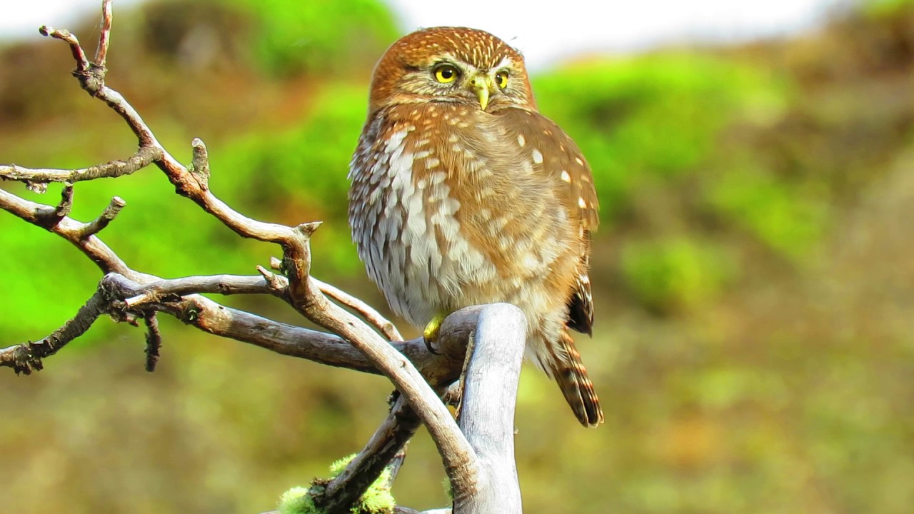 Chuncho (Glaucidium nanum) - YouTube