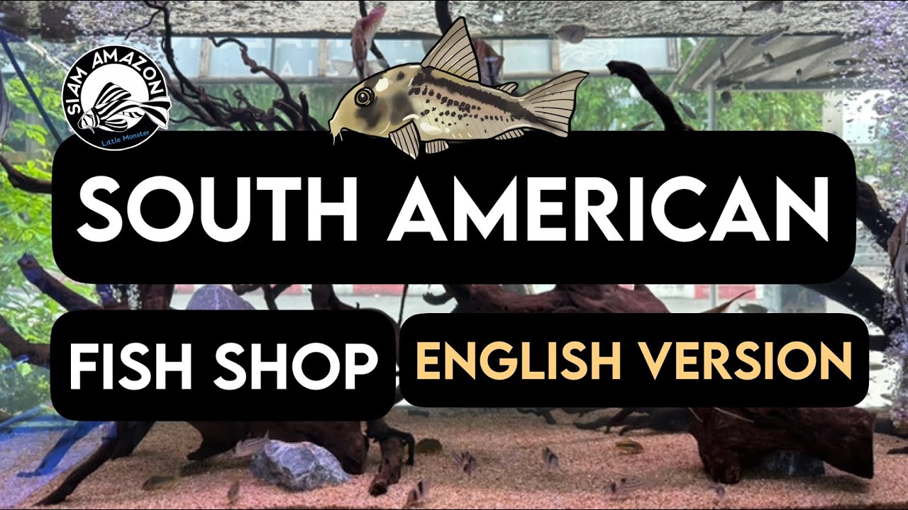 Siam Amazon: South American Fish Shop Tour Episode 1 - YouTube