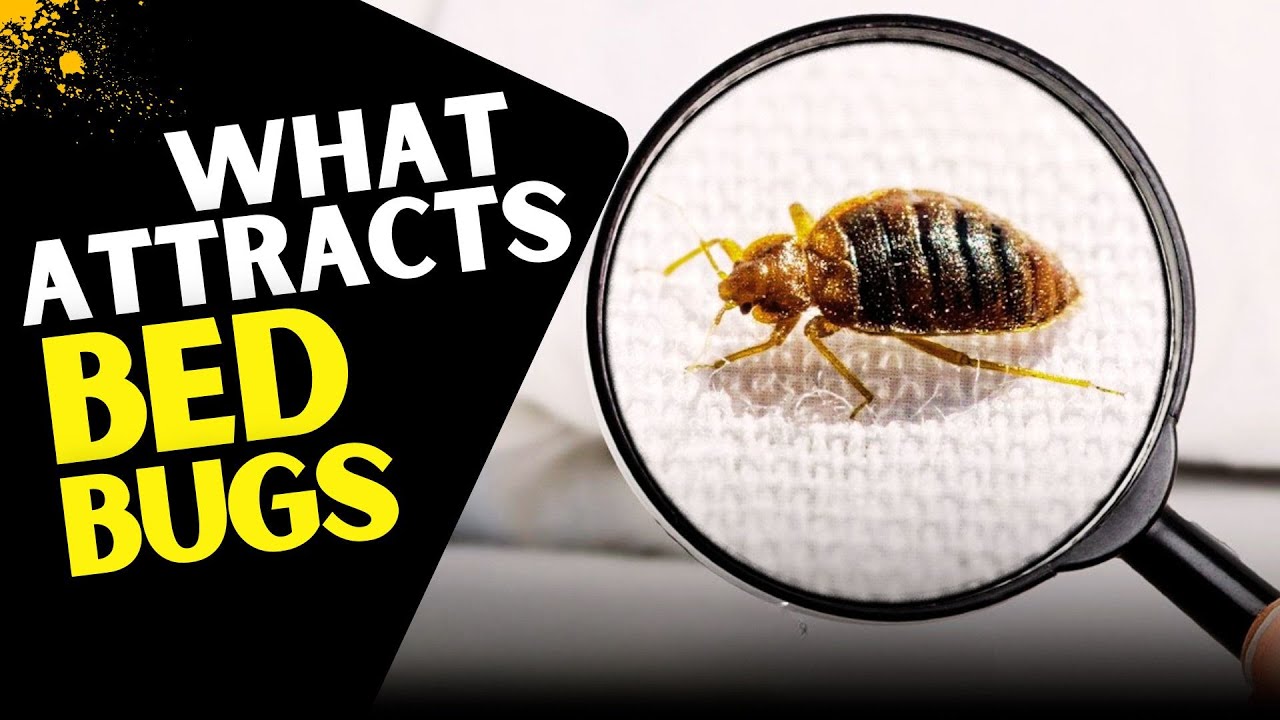 What Attracts Bed Bugs