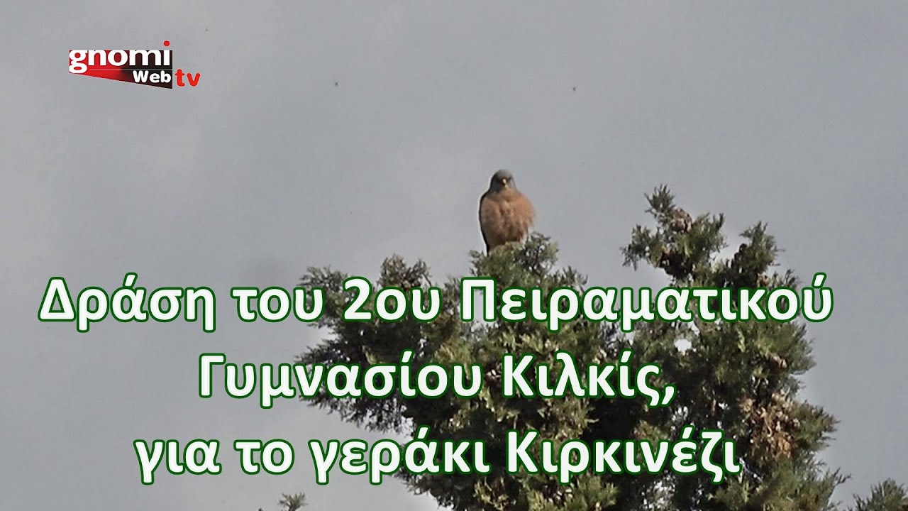 Δράση του 2ου Πειραματικού Γυμνασίου Κιλκίς, για το γεράκι Κιρκινέζι ...