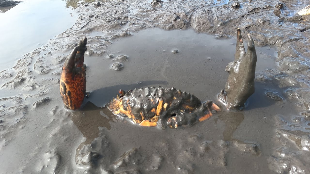Amazing Catch Huge Mud Crabs at The Sea Swamp after Water Low Tide ...