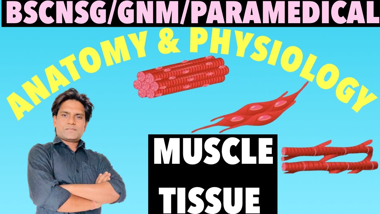 MUSCLE TISSUE II ANATOMY & PHYSIOLOGY II BSCNSG/GNM/PARAMEDICAL II ...