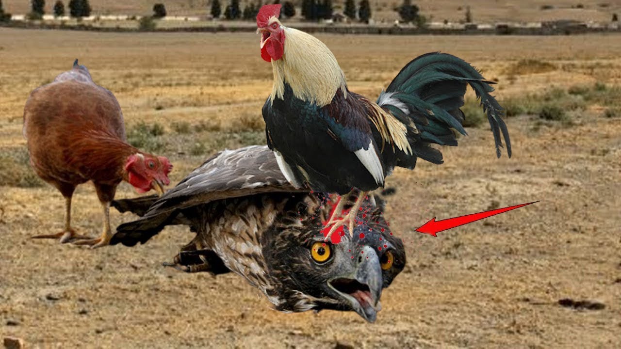 The Fierce Attack Between The Proud Eagle And The Super-Powered Rooster, What Will Happen? - YouTube