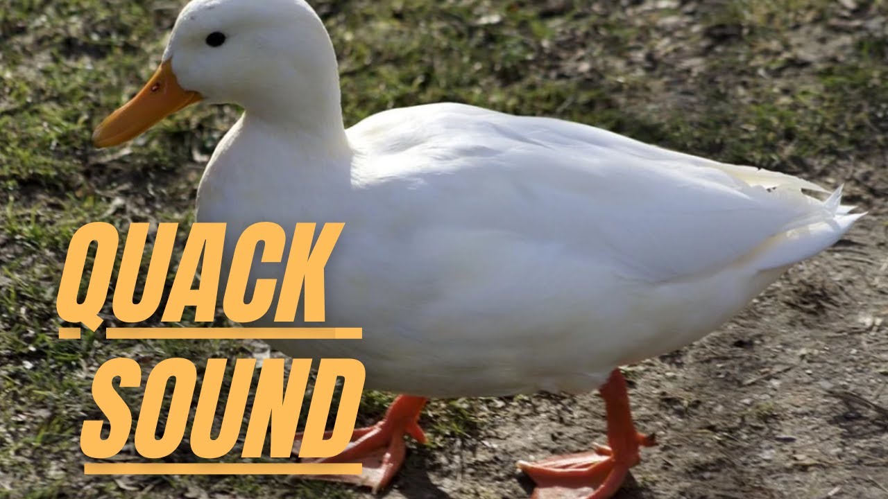 Feeding Hungry Ducks At The Park | Duck Quack Sound Effect | Kingdom Of ...