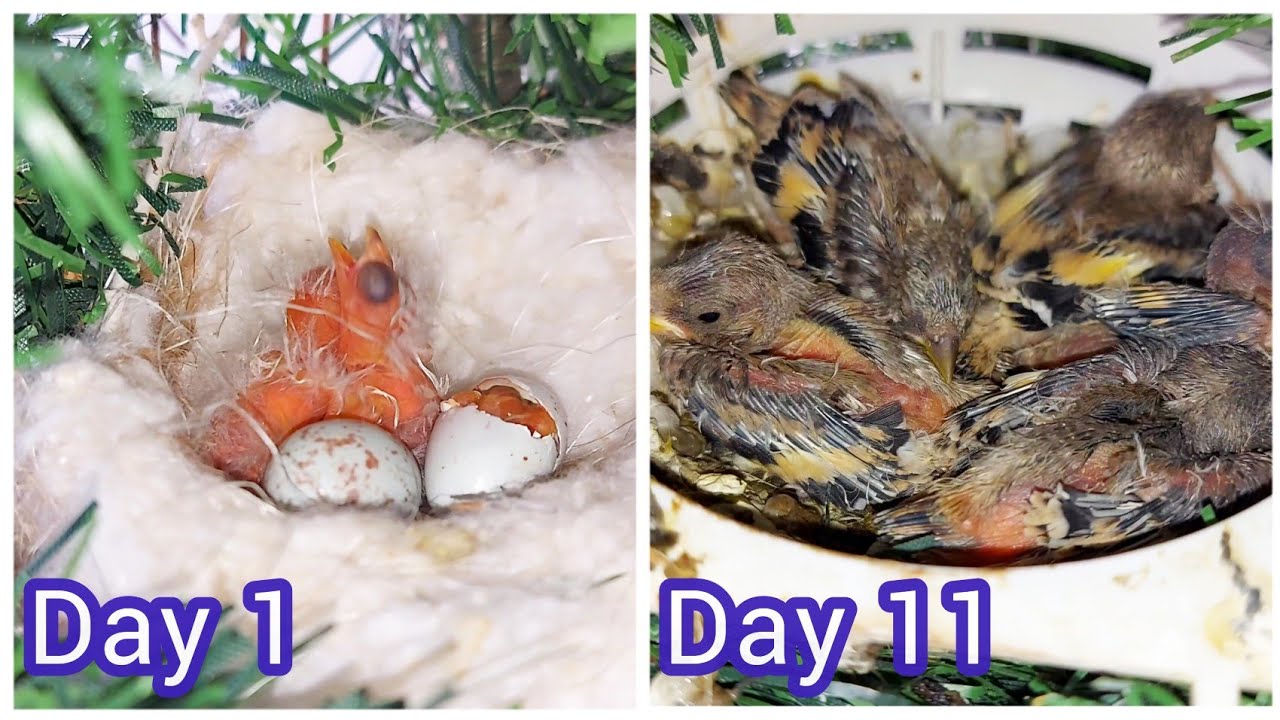 The most beautiful scenes are the stages of goldfinch growth on a daily ...