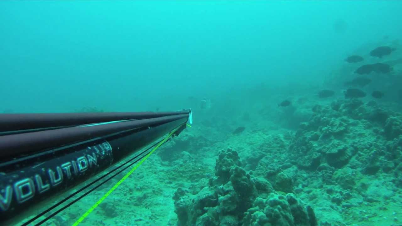 SPEARFISHING OAHU HAWAII - YouTube