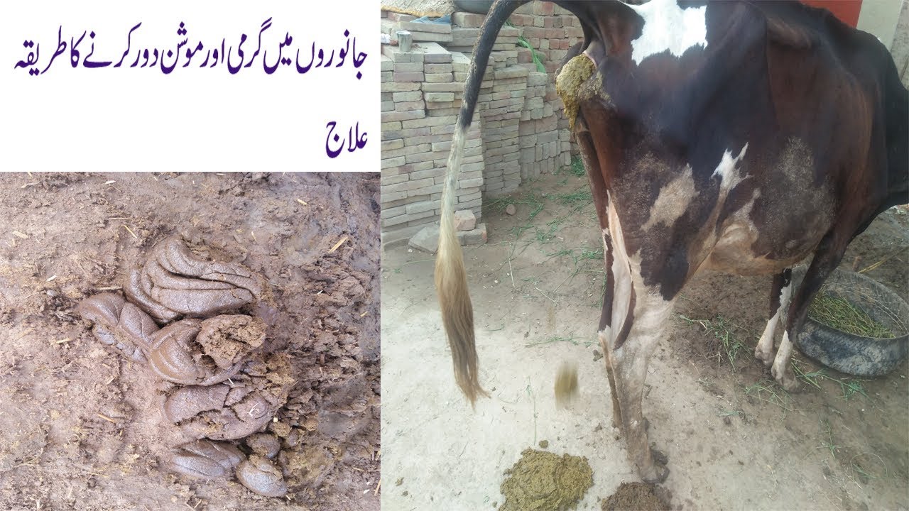 Loose Motion and Heat in Cow Animal Treatment Naturlly Fully Remedy at ...