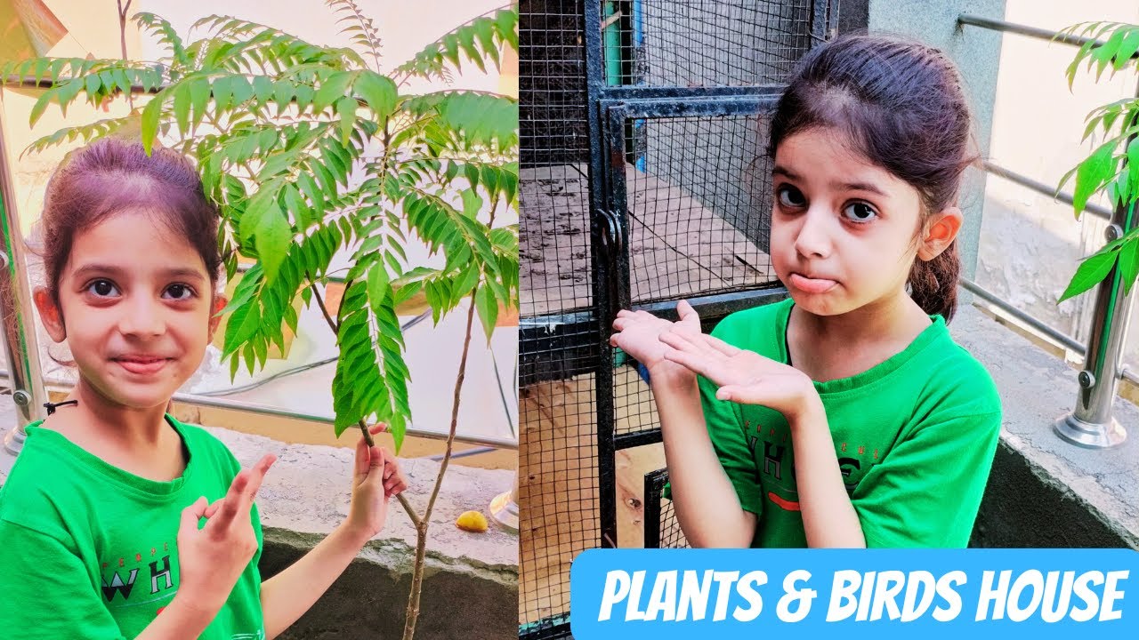 Birds House - Kari Patta plant | Fresh Curry leaves | Manahil and manan ...