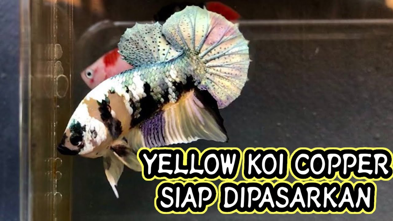 IKAN CUPANG YELLOW KOI COPPER SIAP DIPASARKAN - YouTube