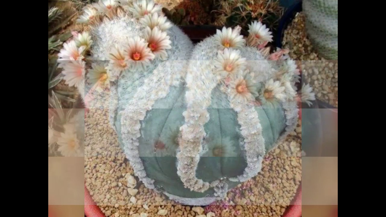 Cactus raros y hermosos🌵🌵🌷🍂🍃🌺🌹🌸 - YouTube