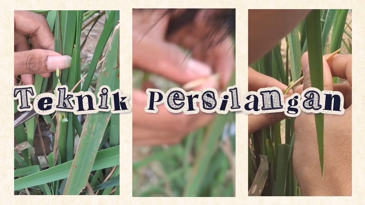 Praktikum Dasar Pemuliaan Tanaman Teknik Persilangan pada Tanaman Padi ...