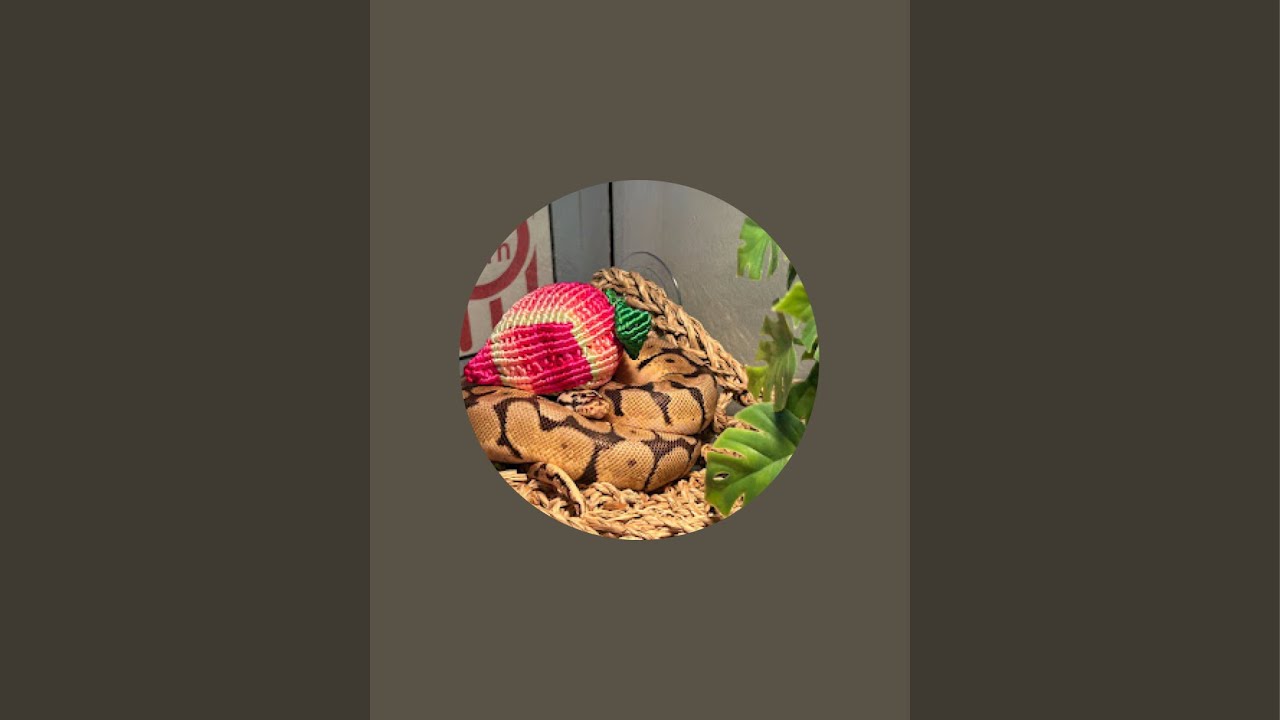 Ballpython love is live! - YouTube