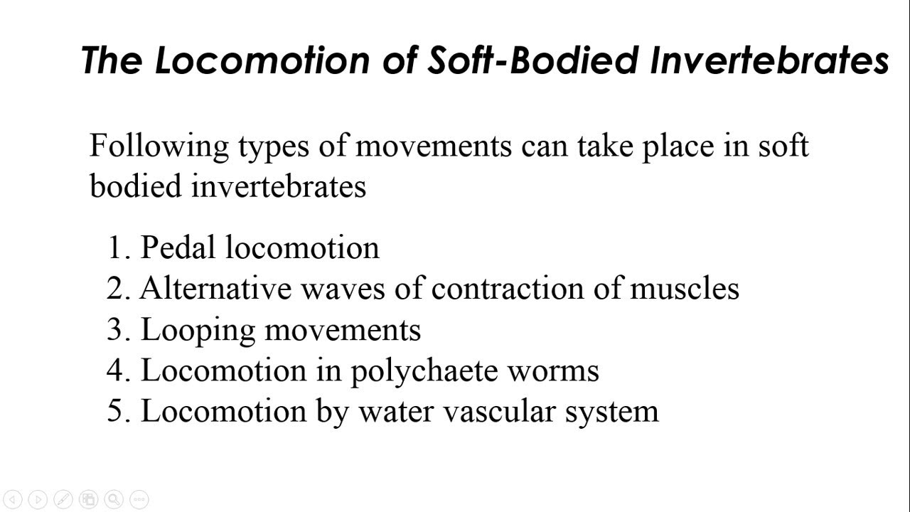 Locomotion of soft bodied invertebrates (Part 01) - YouTube