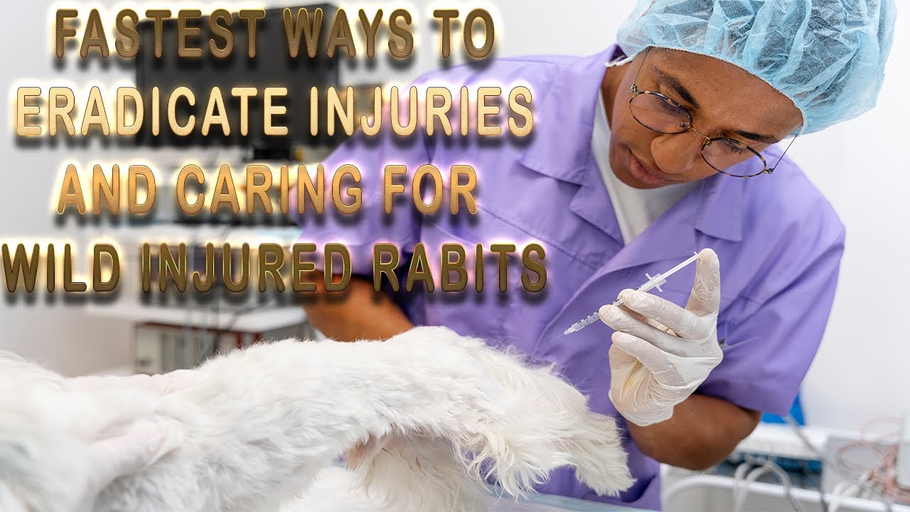 How to Care for an Injured Wild Rabbit - YouTube