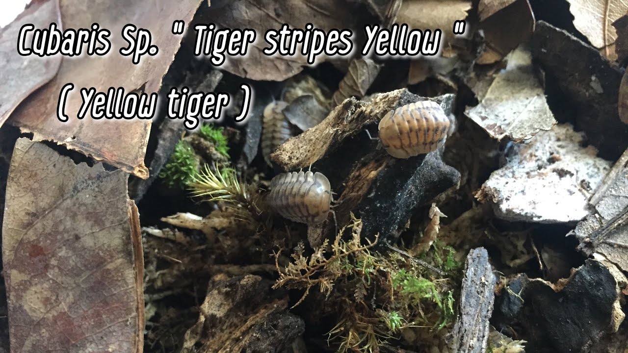 iSopod : Cubaris Sp. Yellow tiger - YouTube