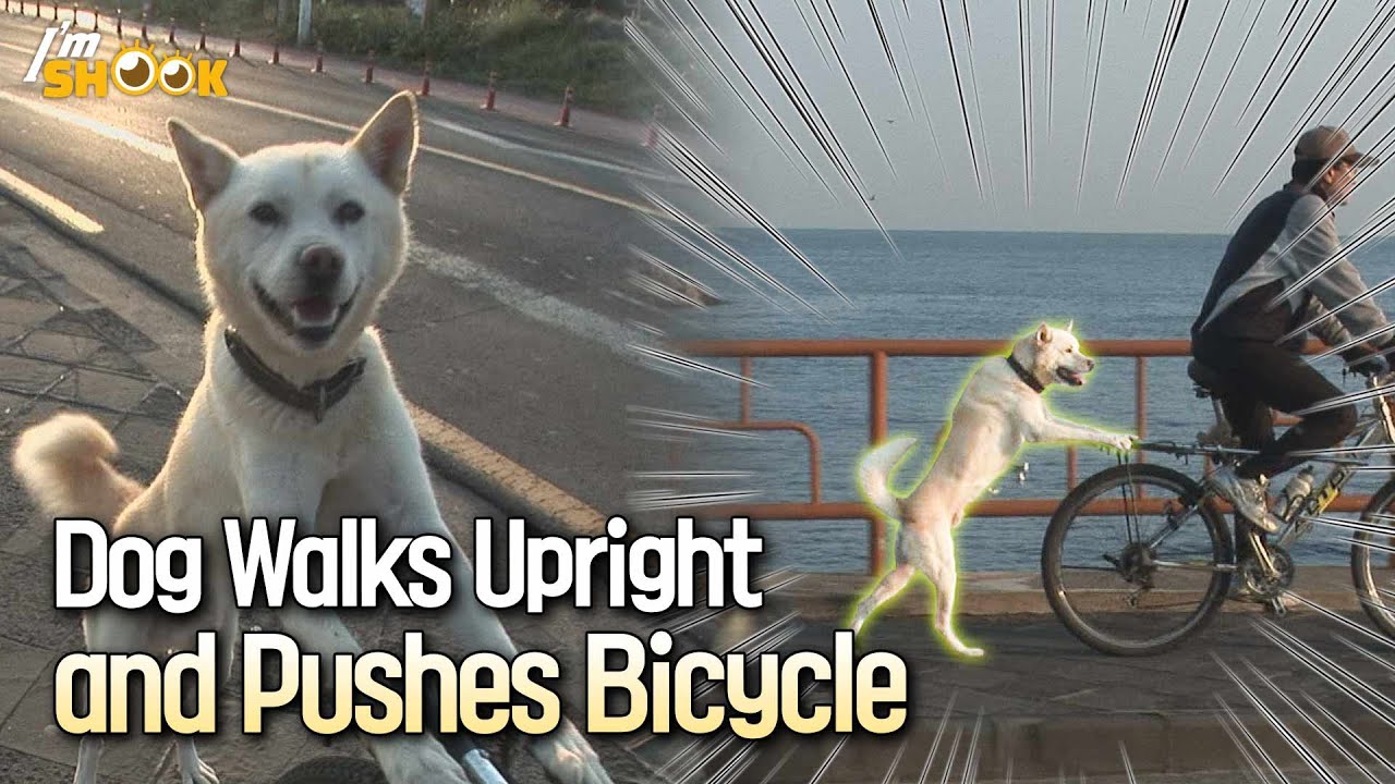 Dog Pushes Owner’s Bicycle While Walking Upright - YouTube