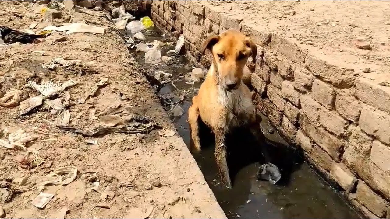Tragic life of a homeless animal, poor dog found in a drainage slowly ...