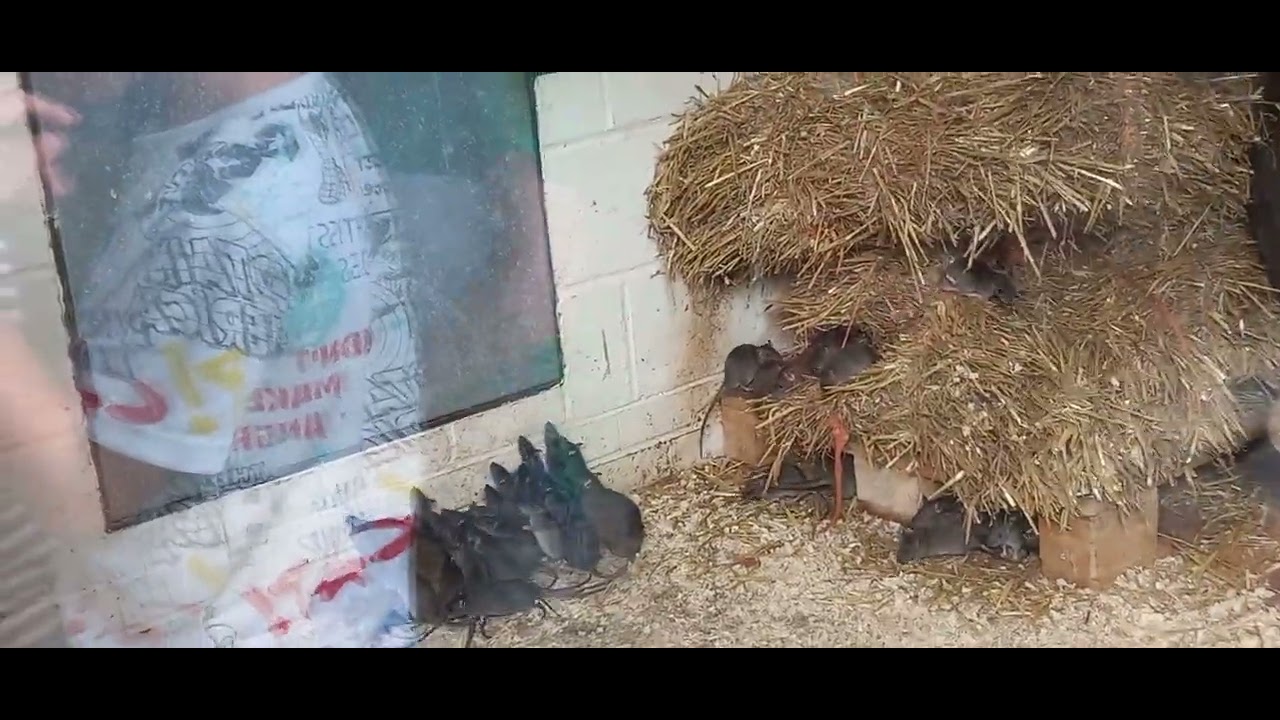 Farm Barn! I Wildlife Series | || Banham Zoo || | Episode 77 - YouTube