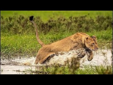 Ormandaki Vahşi Yaşam - Belgesel İzle Hd