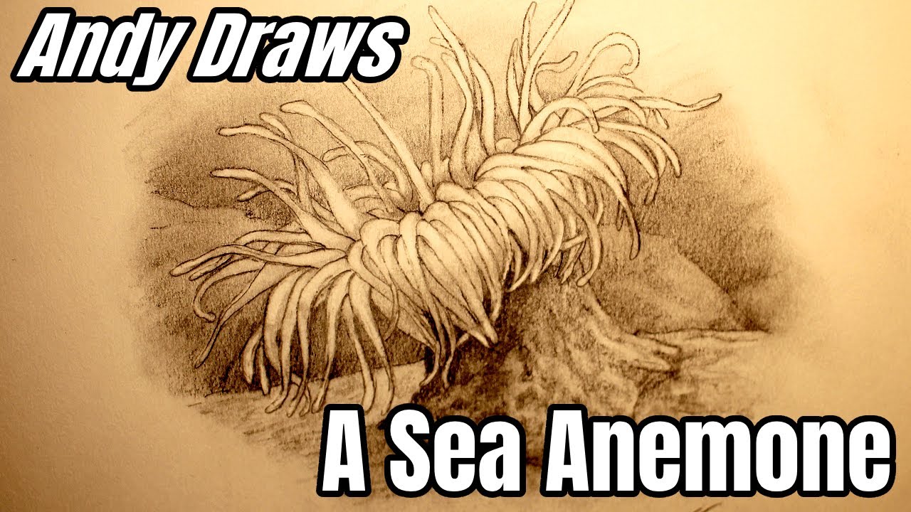 Stunning Drawing Video: Create a Beautiful Sea Anemone! - YouTube